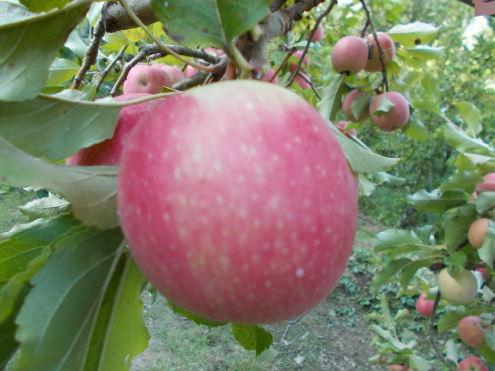 Apple Scionwood : Cripp's Pink Apple Scionwood