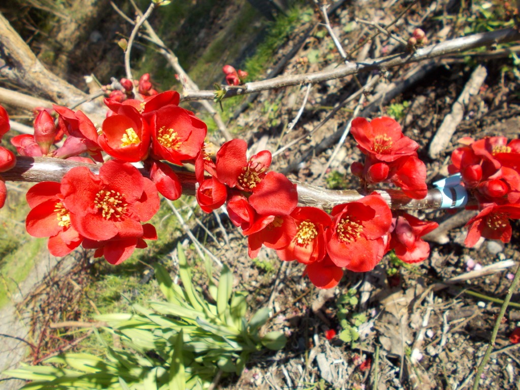 Japanese Flowering Quince Cutting Wood : Spitfire Flowering Quince ...