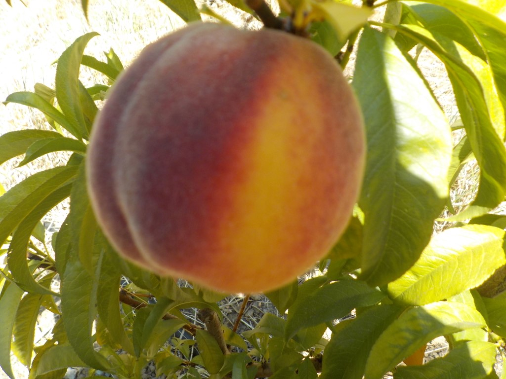 Peach Scionwood and Seeds