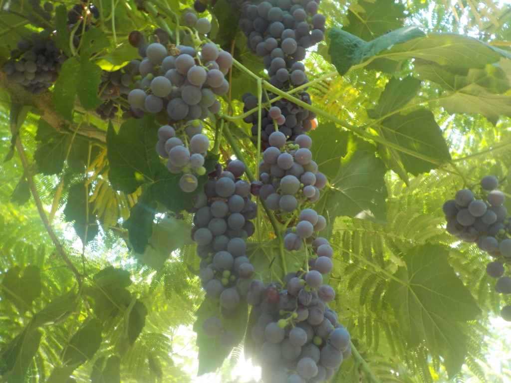 Table Grape Cutting Wood : Valiant Table Grape Cutting Wood