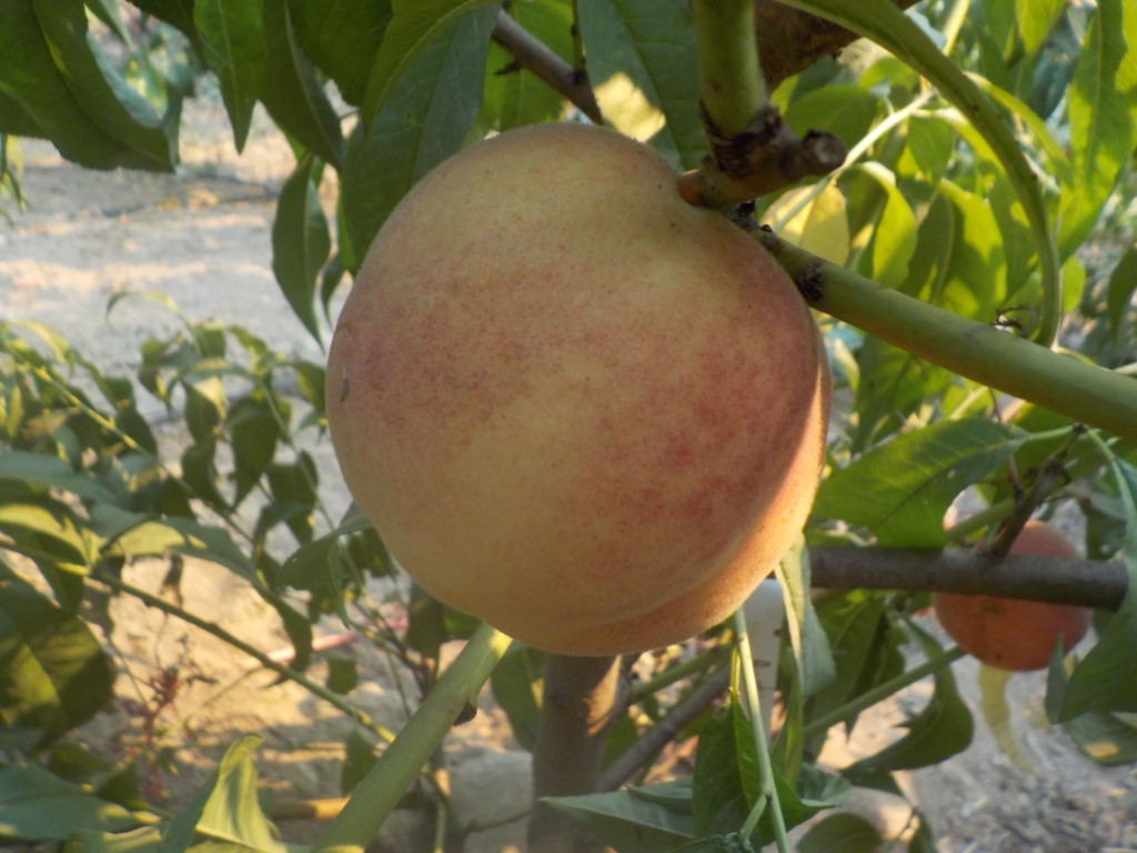 Peach Scionwood and Seeds