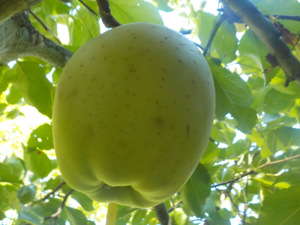 Apple Scionwood : Empress Spur Golden Delicious Apple Scionwood