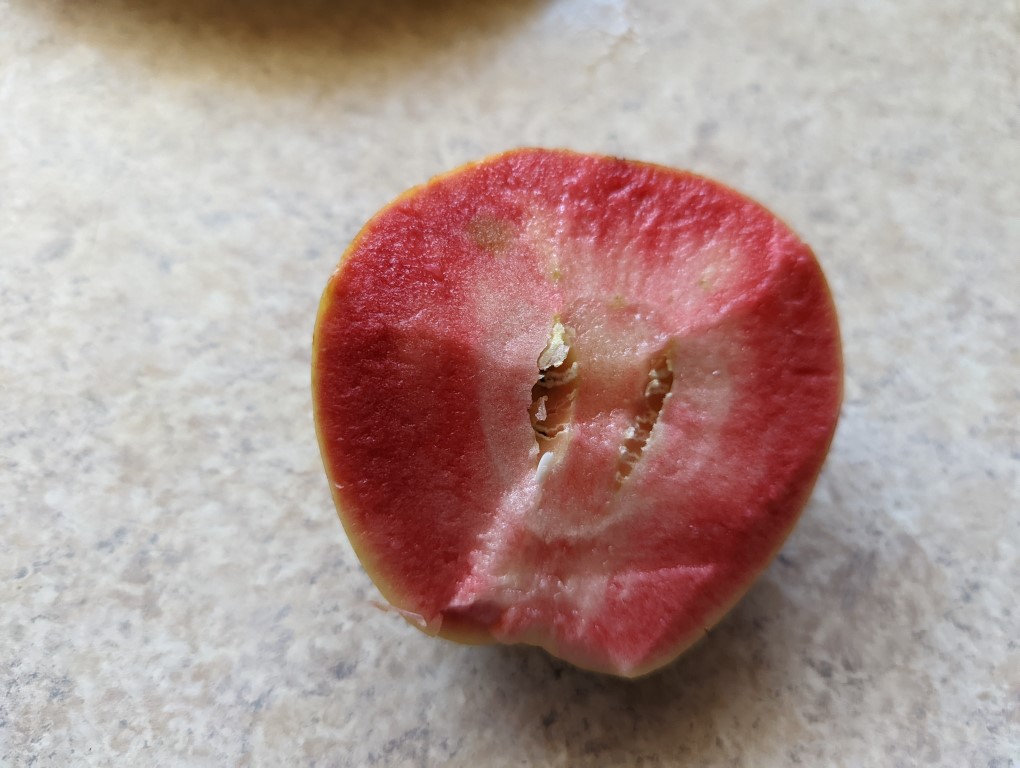 Apple Scionwood : Pink Pearl Apple Scionwood