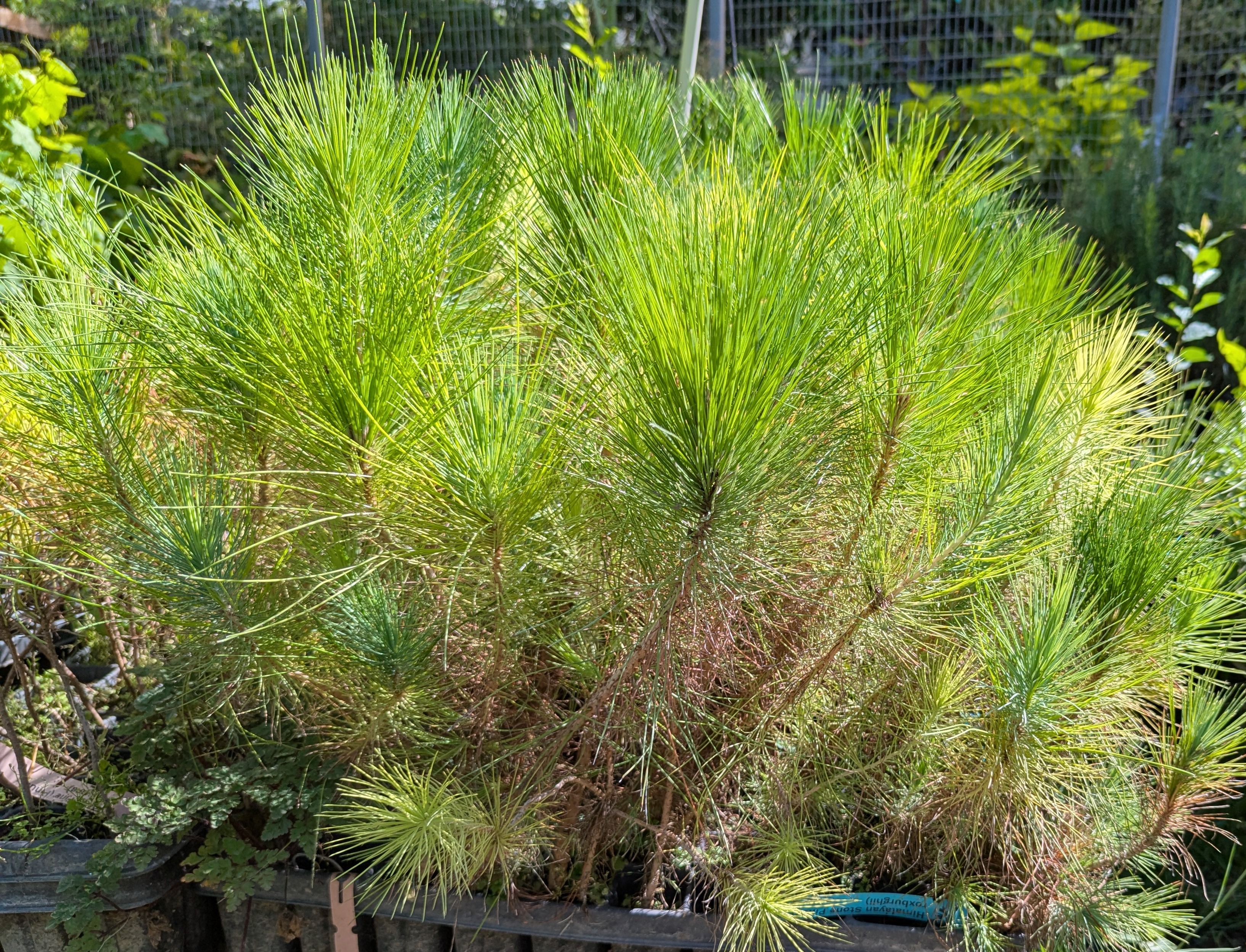 New Products: Himalayan Stone Pine 5 Tree Special