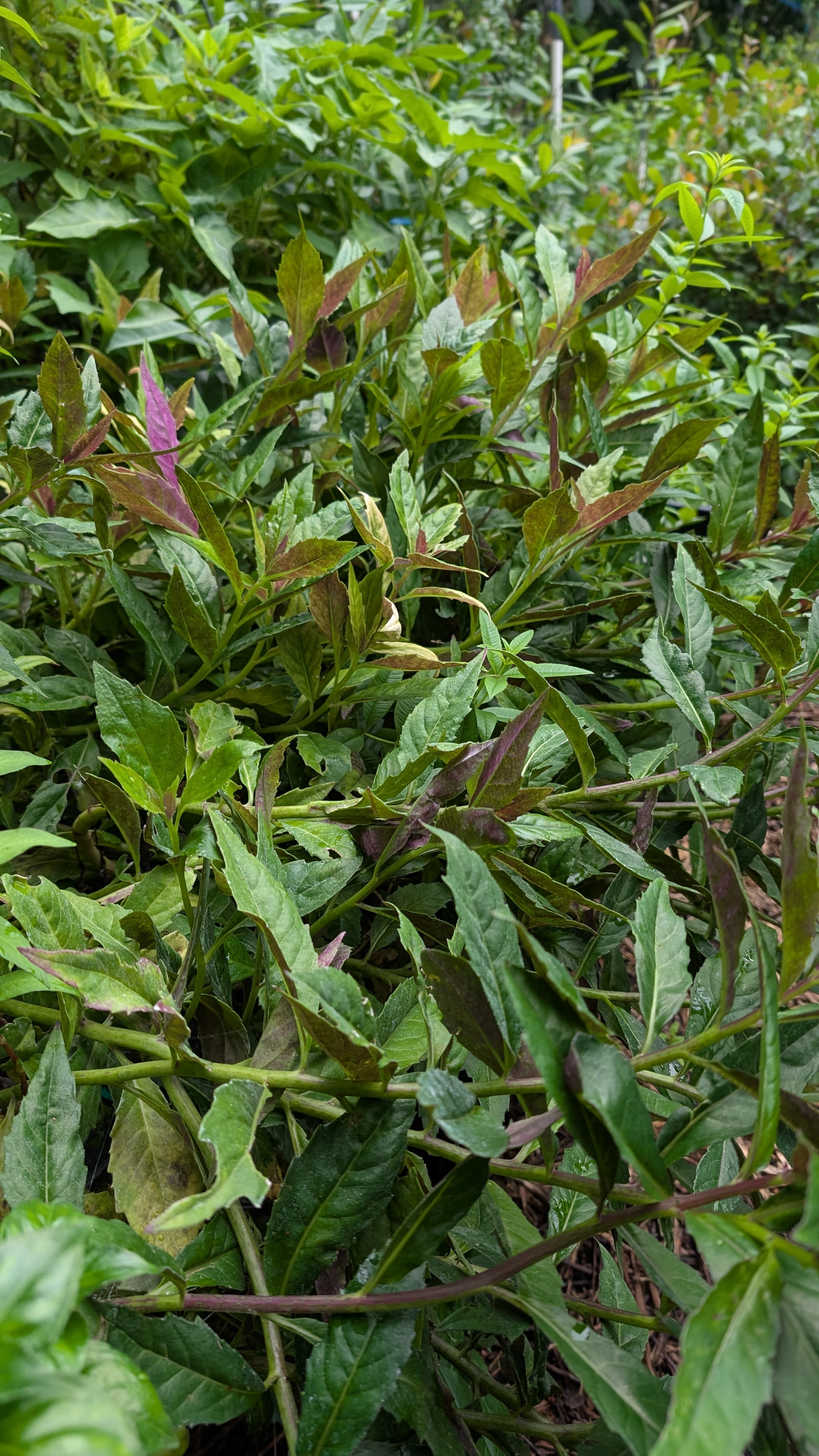 Perennial Greens Rooted Cutting Plugs: Okinawa Spinach (Gynura ...