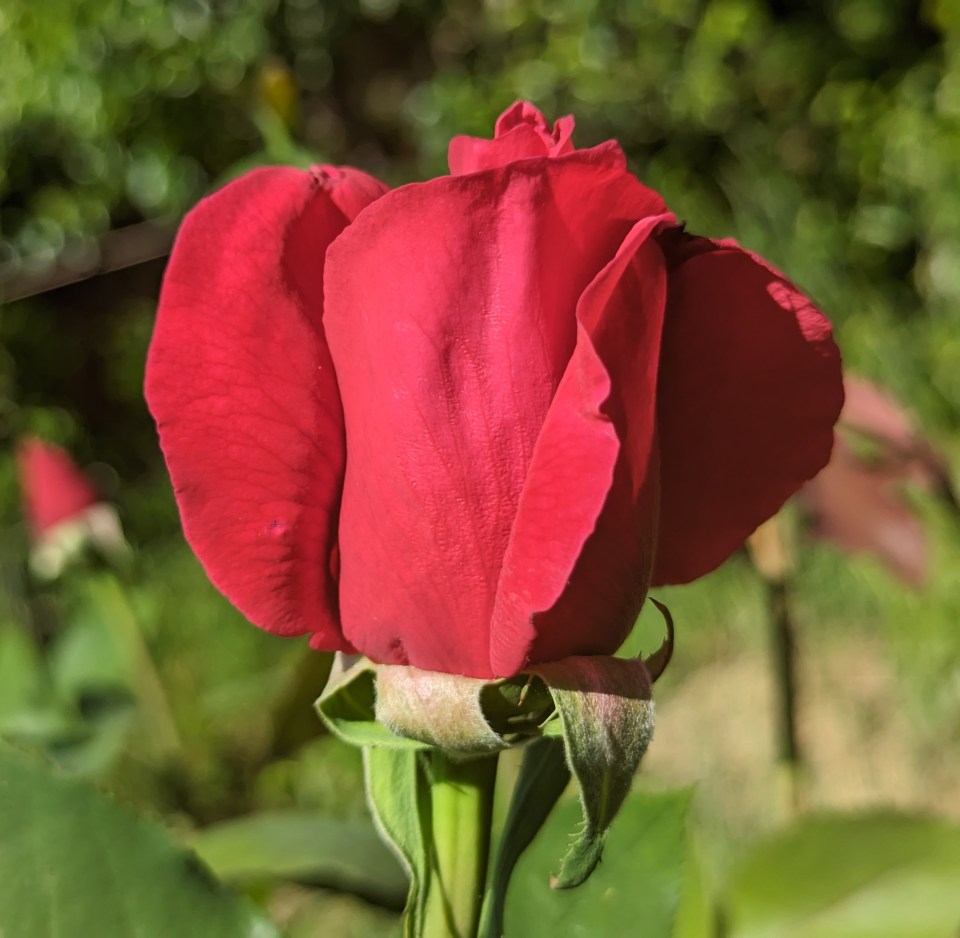 Rose Rooted Cutting Plugs: Mr. Lincoln Rose Rooted Cutting Plug