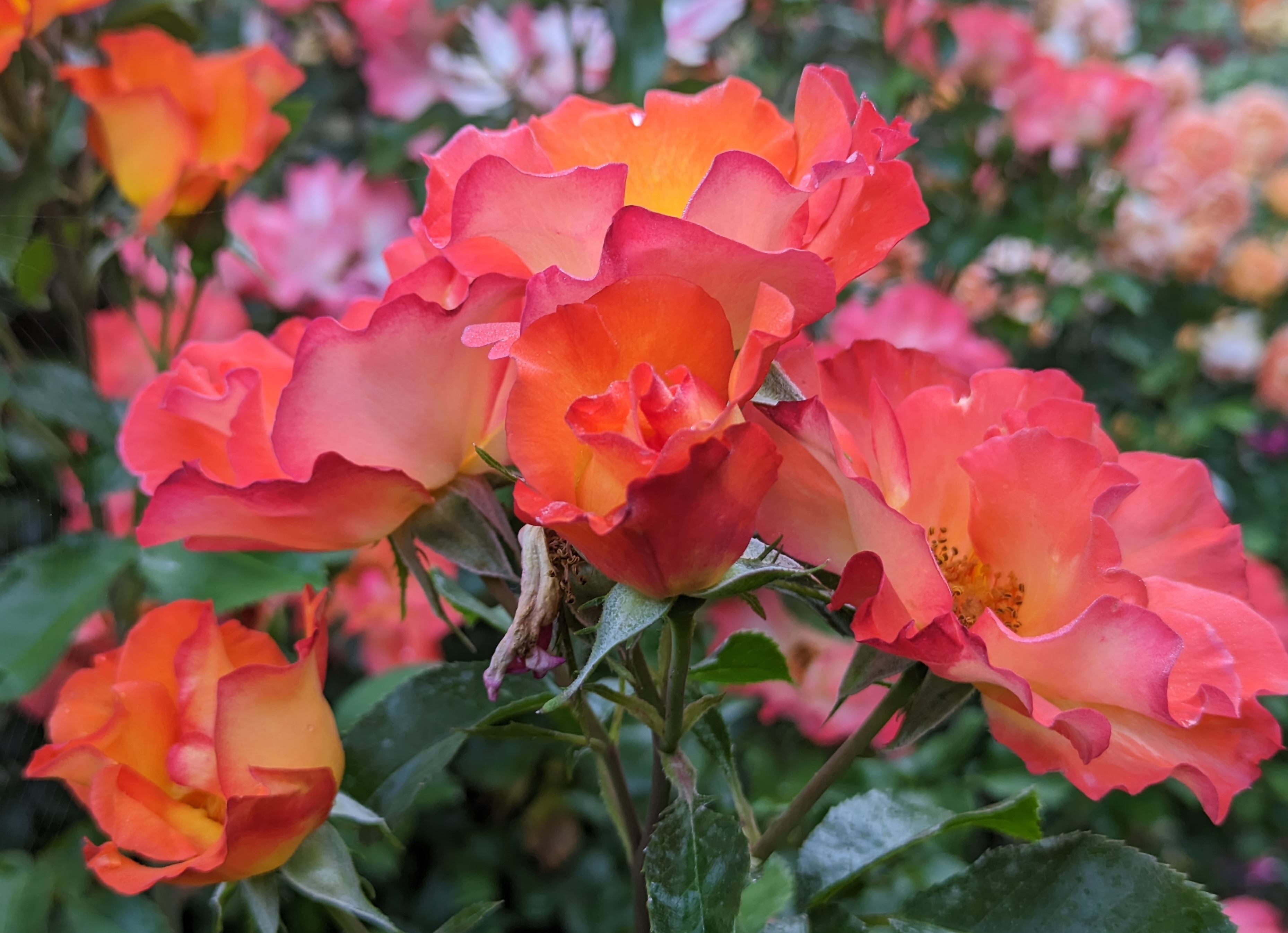 Rose Rooted Cutting Plugs: Playboy Rose Rooted Cutting Plug