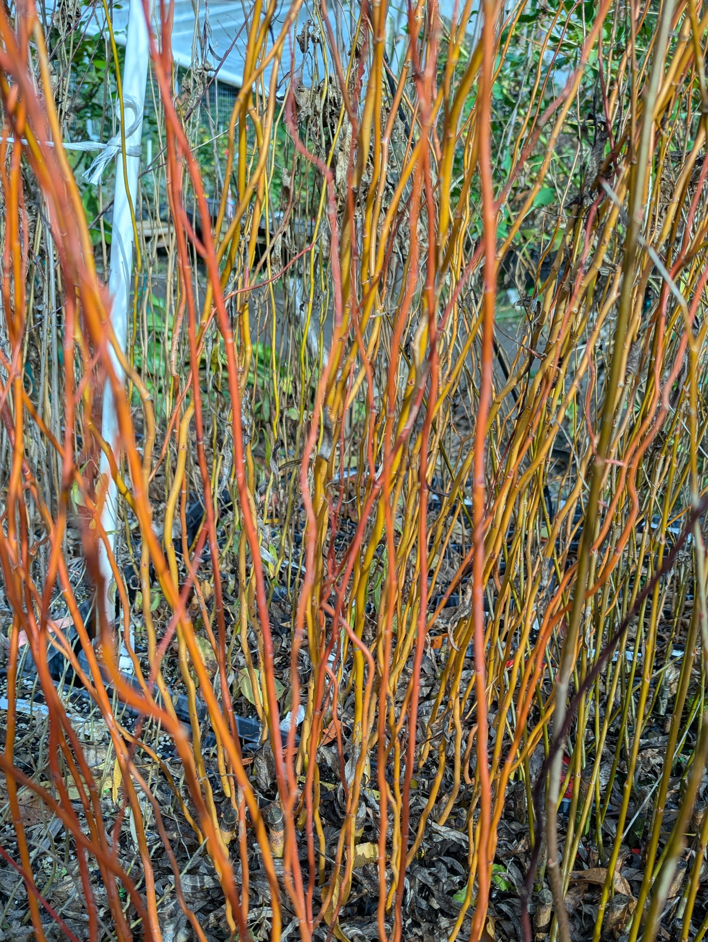 New Products: Scarlet Curls Willow Rooted Cutting Plugs